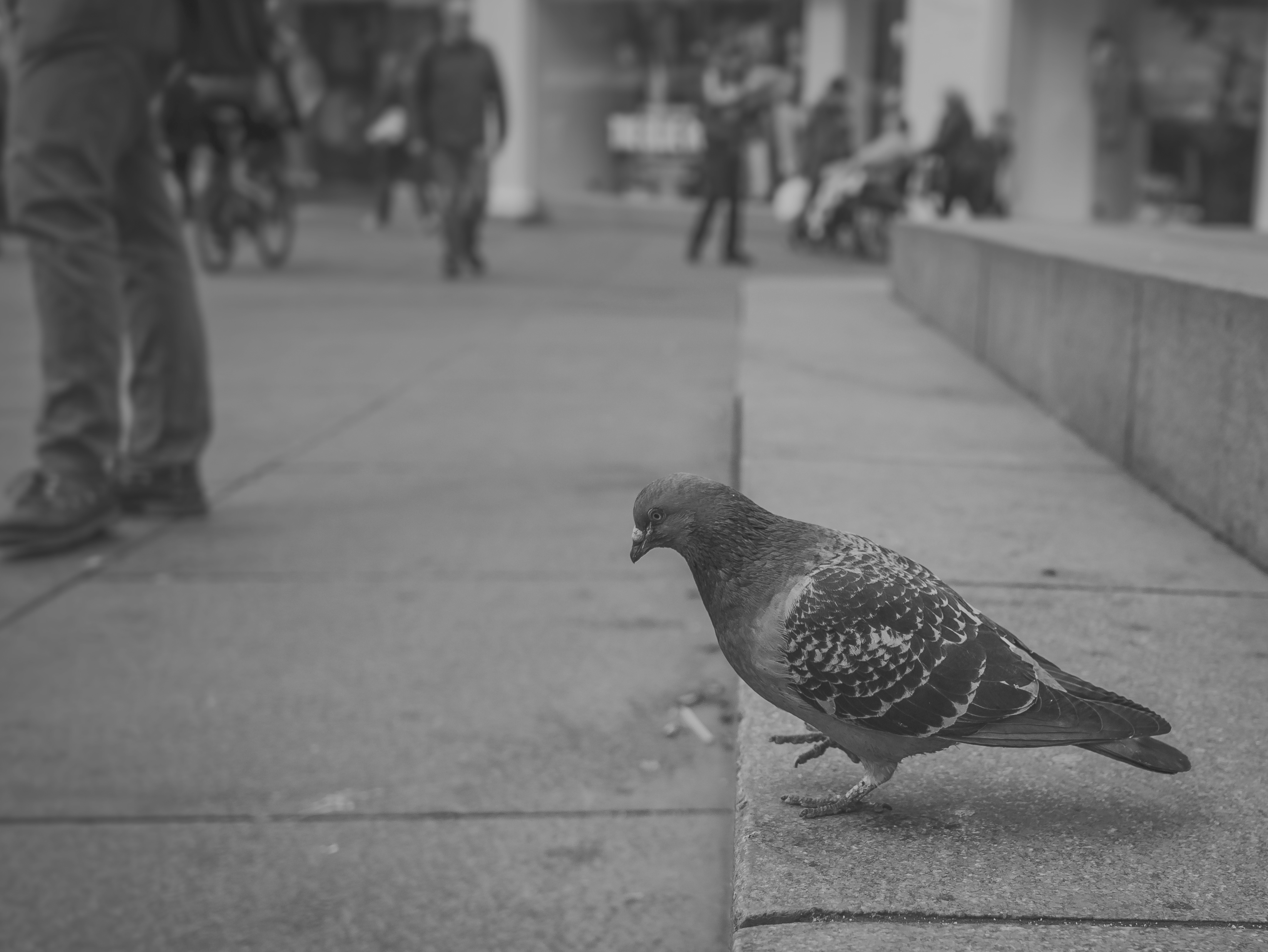LAS PALOMAS SALEN A JUGAR La Curva Del Siglo XXI